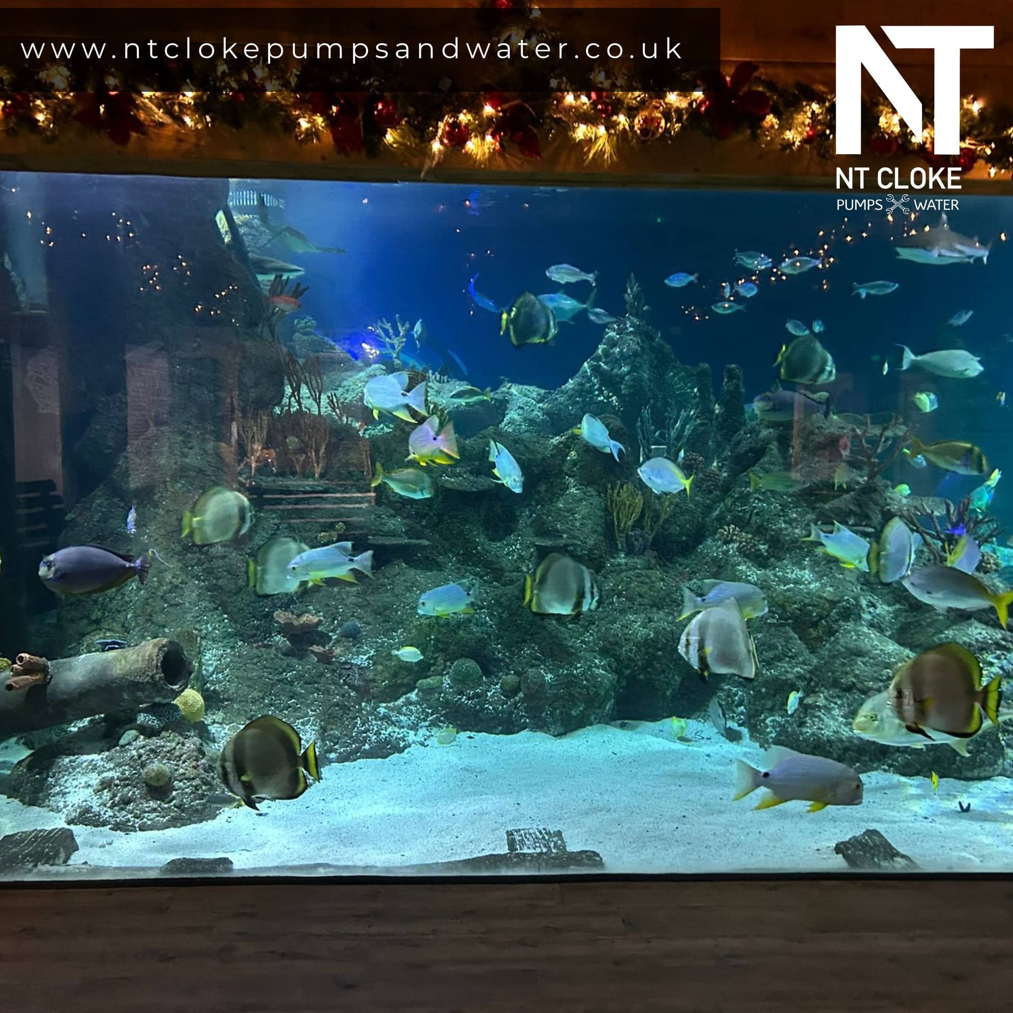 Annual Service at an Aquarium - NT Cloke Pumps & Water